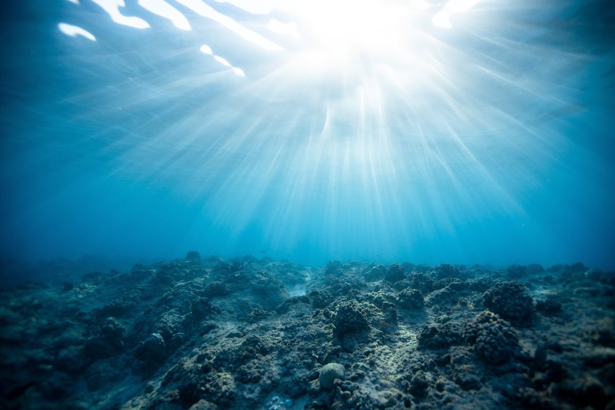 Blue Carbon: a importância dos oceanos na captura de CO2 - Carbono Zero